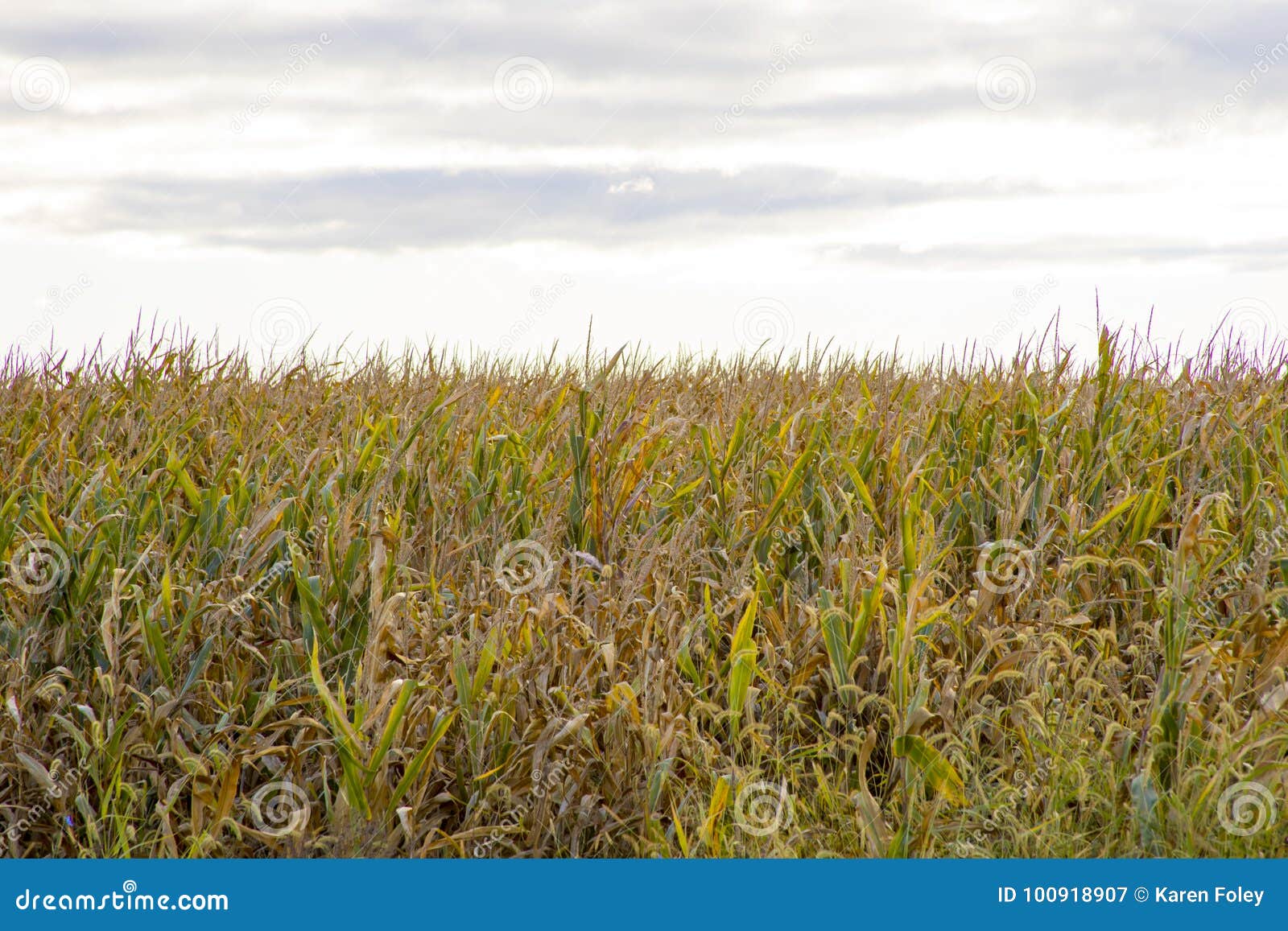 Corn field in fall stock image. Image of states, america - 100918907