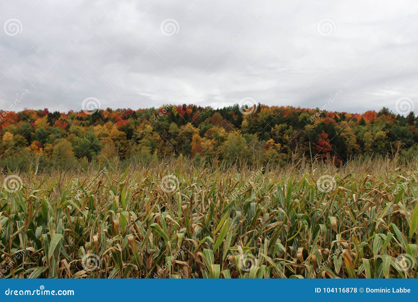 Corn field in fall stock photo. Image of harvest, fall - 104116878
