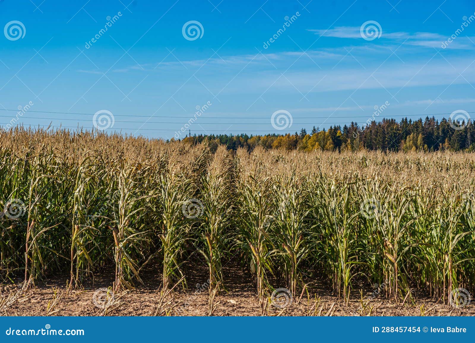 Corn Field in the Fall. Horizon Lines Stock Photo - Image of corn ...