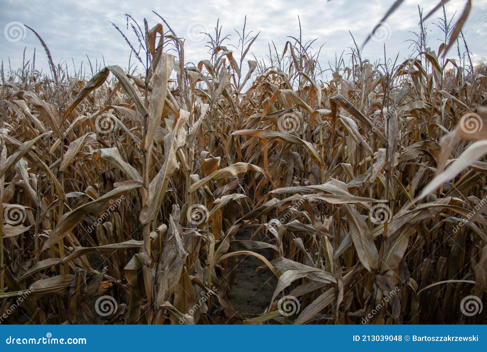 Corn Field in the Fall Season Stock Photo - Image of corn, field: 213039048