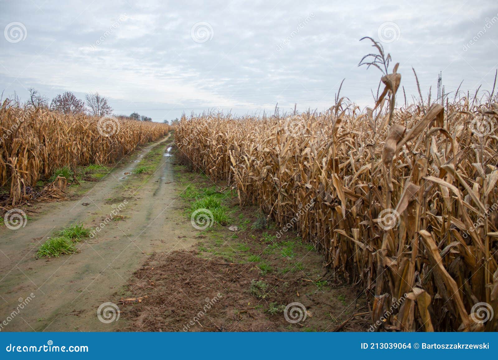 Corn Field in the Fall Season Stock Photo - Image of season, organic ...
