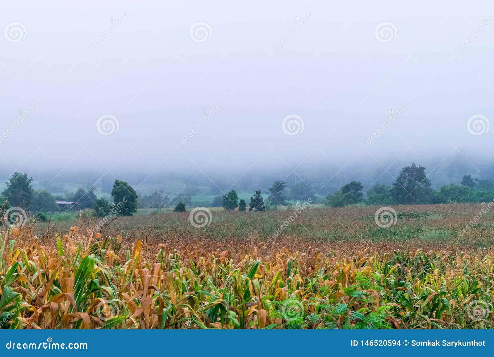 Corn field in farm stock photo. Image of corn, farming - 146520594