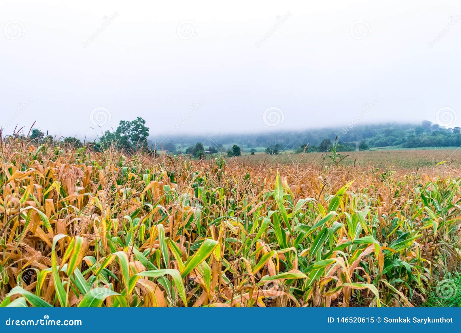 Corn field in farm stock image. Image of country, farm - 146520615