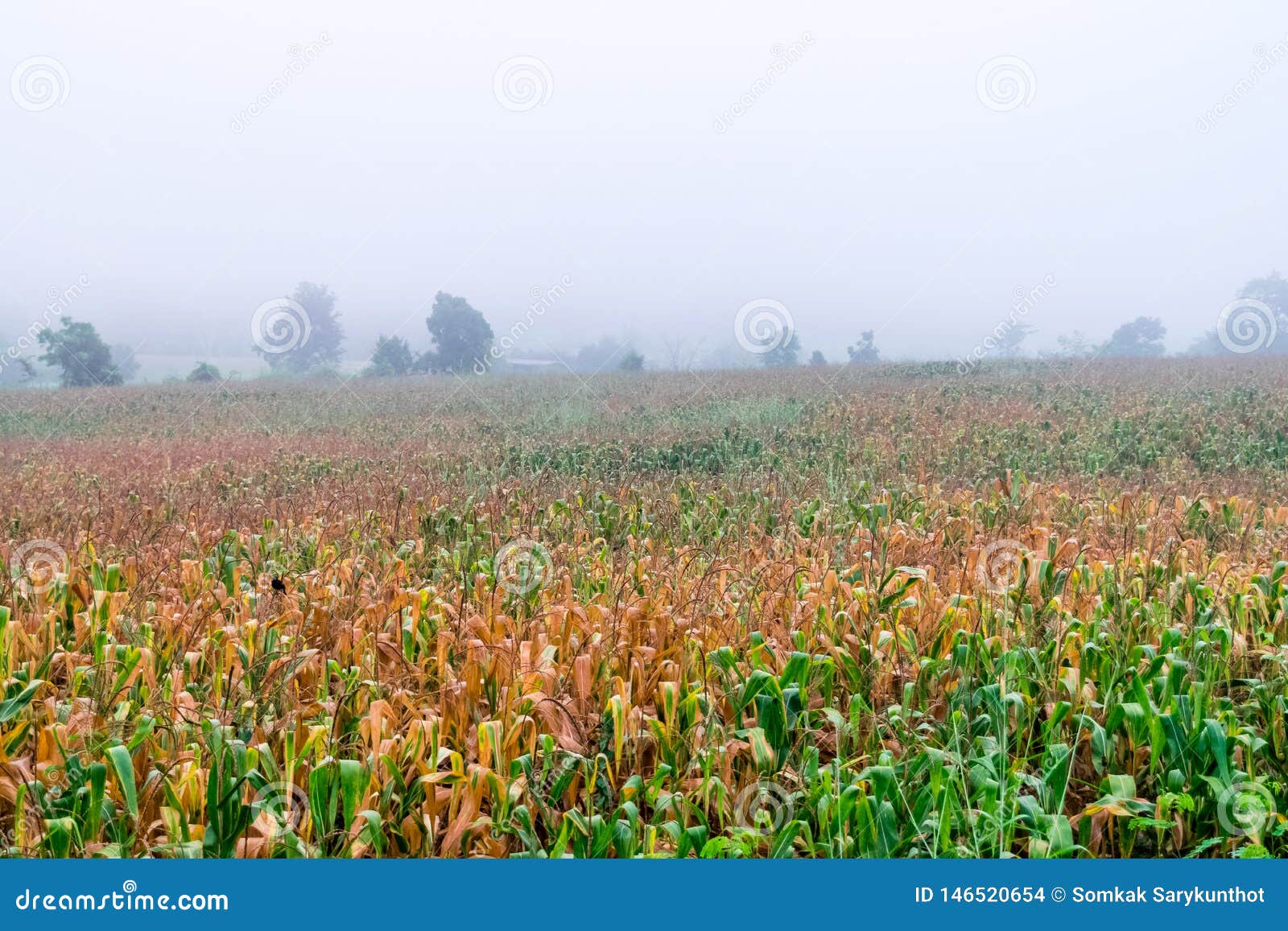 Corn field in farm stock photo. Image of clouds, green - 146520654