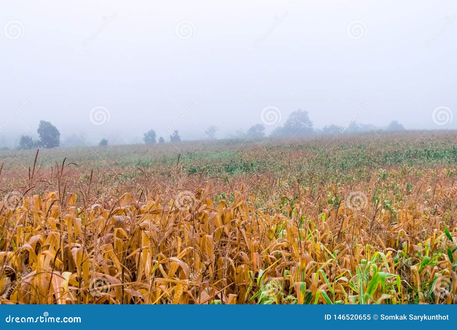 Corn field in farm stock image. Image of nature, agriculturebeautiful ...