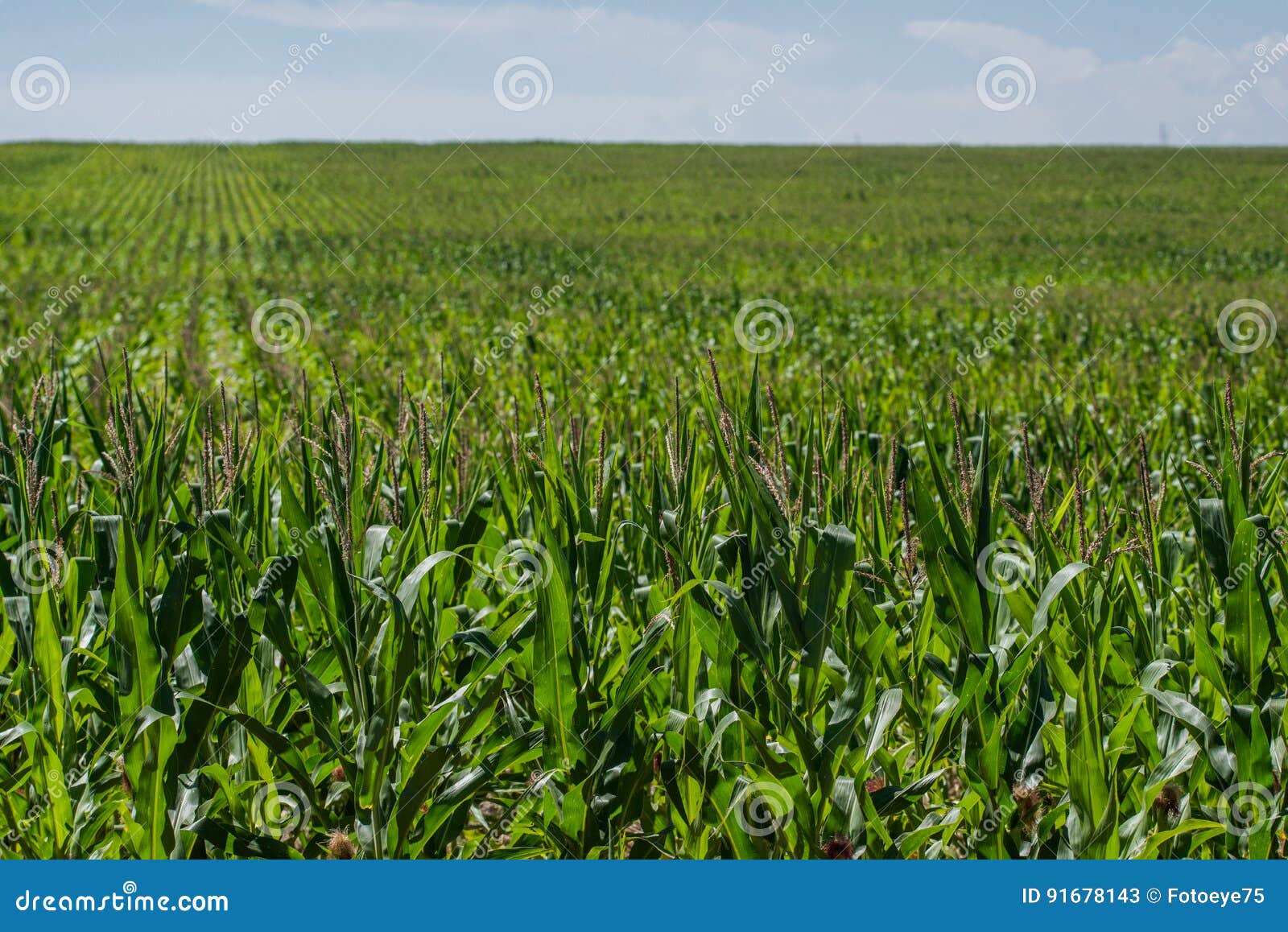 Corn field on farm stock image. Image of plant, agricultural - 91678143