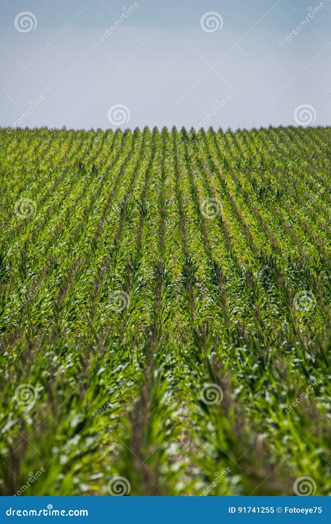 Corn field on farm stock image. Image of planting, corn - 91741255