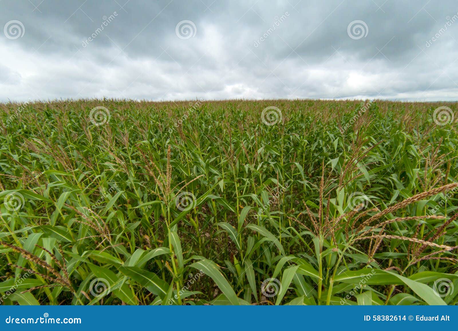 Corn field on a farm stock photo. Image of autumn, grain - 58382614