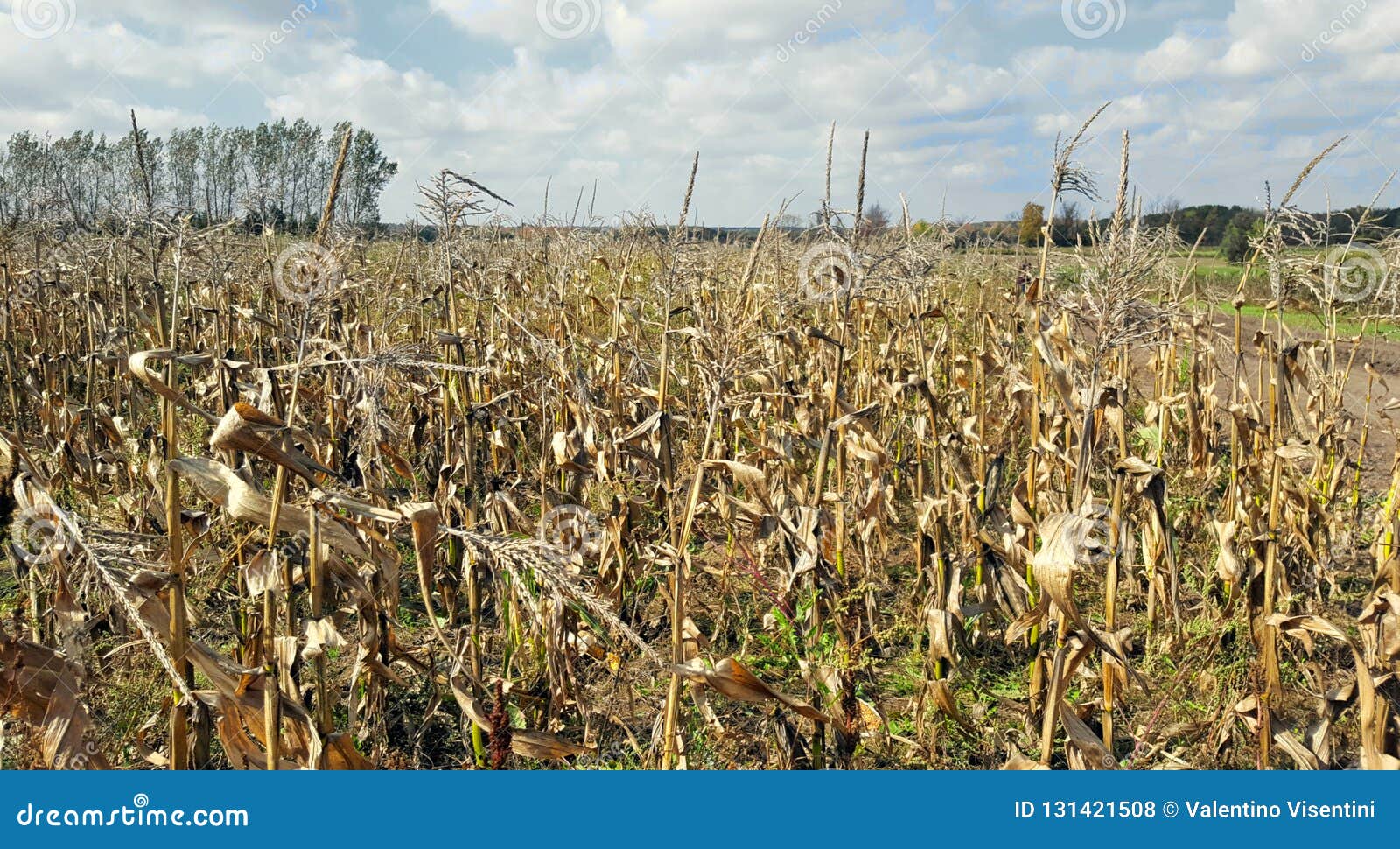 Ontario Corn Field stock photo. Image of amazing, family - 131421508