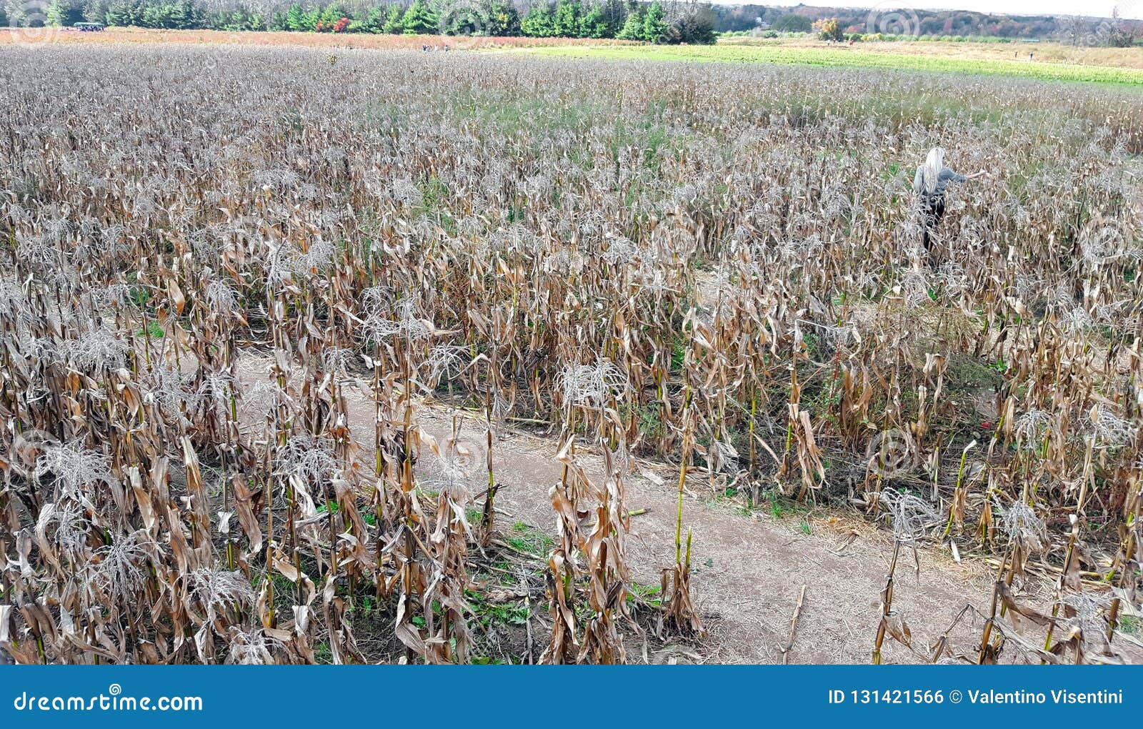 Ontario Corn Field stock photo. Image of autumn, amazing - 131421566