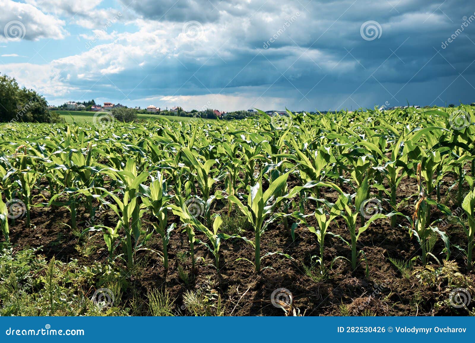 Corn Field on the Farm, before the Rain. Cloudy Weather. Stock Photo ...