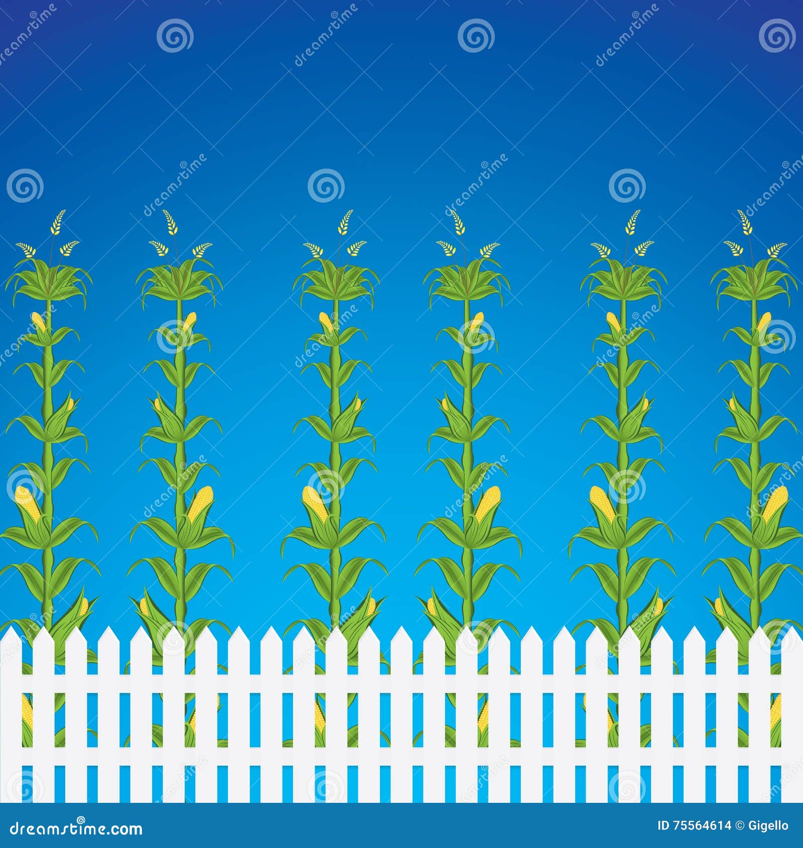 Corn field stock vector. Illustration of fuel, agricultural - 75564614