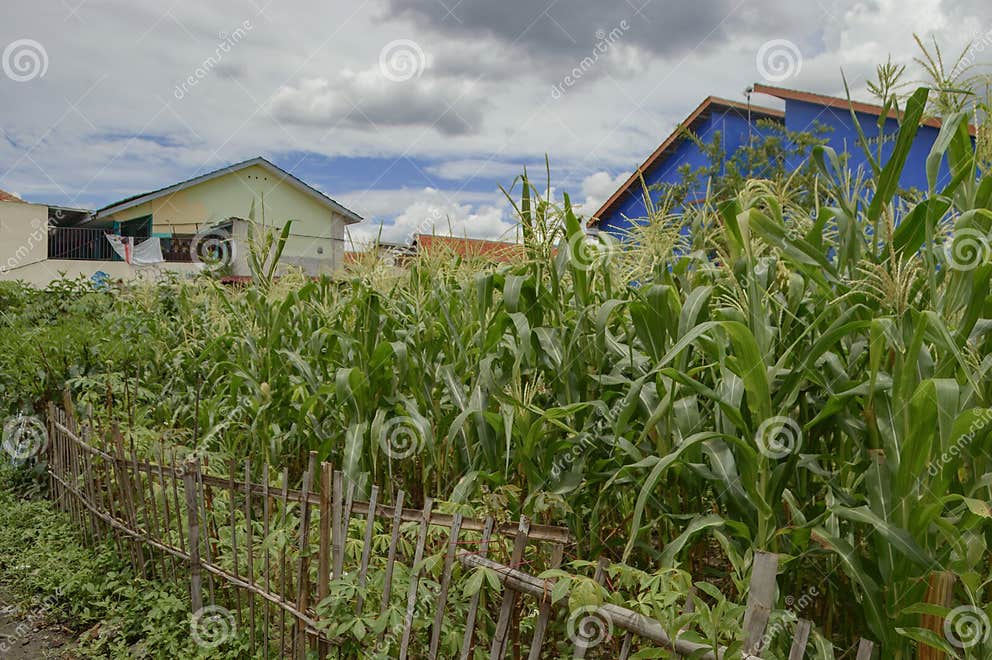 A Corn Field with a Fence and a House in the Background Stock Image ...