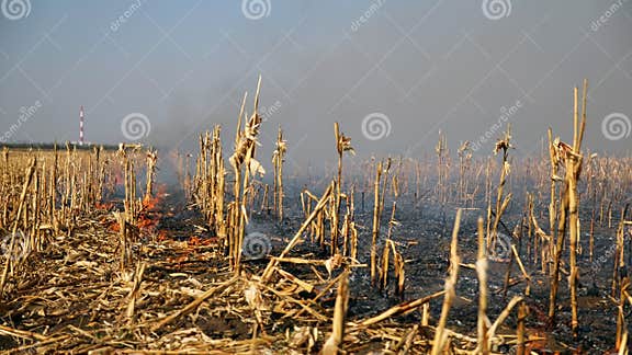 Corn Field on Fire stock image. Image of danger, field - 27018305