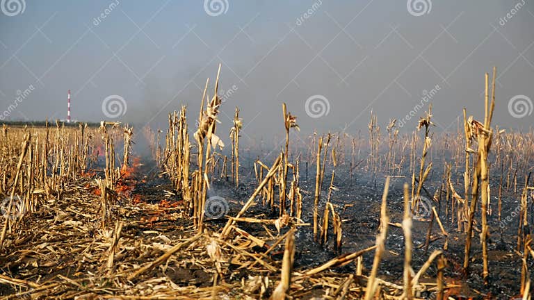 Corn Field on Fire stock image. Image of danger, field - 27018305