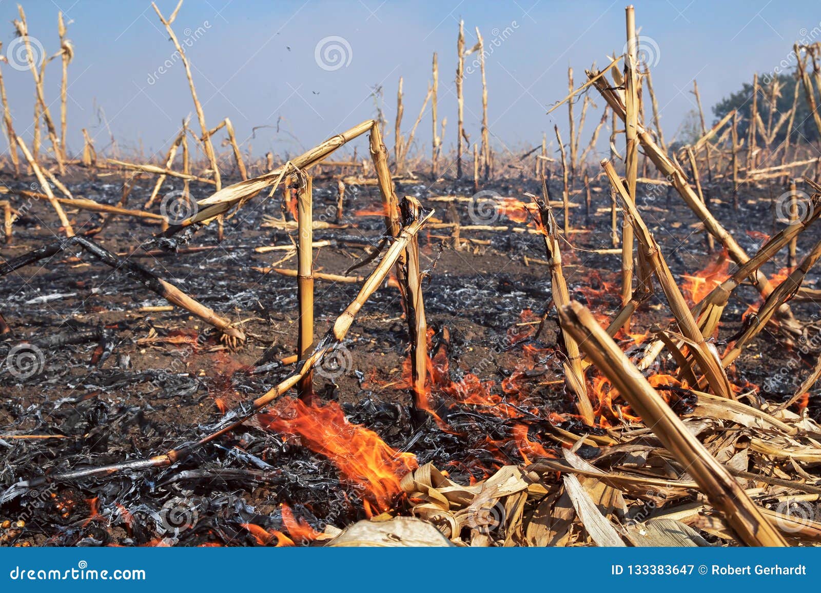 Corn Field Fire - Burning Biomass Stock Image - Image of burn, food ...
