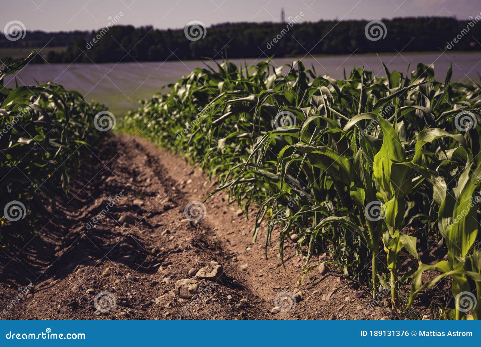 Corn field and Flax field stock photo. Image of plant - 189131376