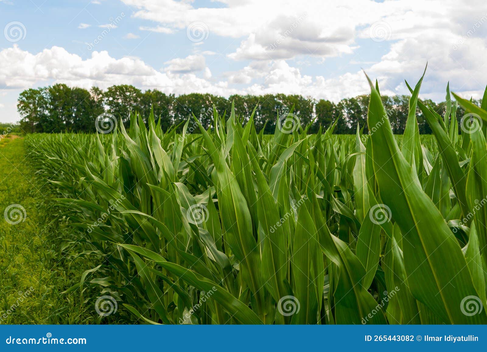 A Corn Field with a Forest Belt in the Distance. at the Edge of a ...