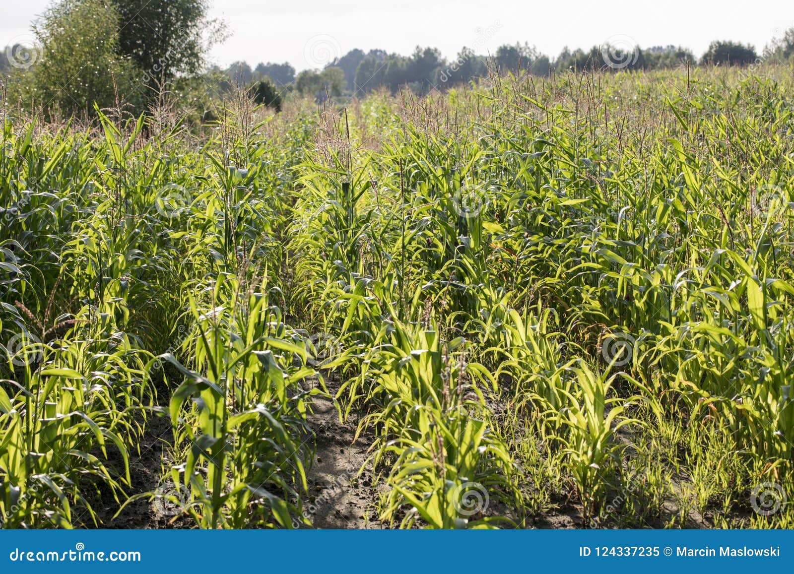 Corn field, front view stock image. Image of genetically - 124337235
