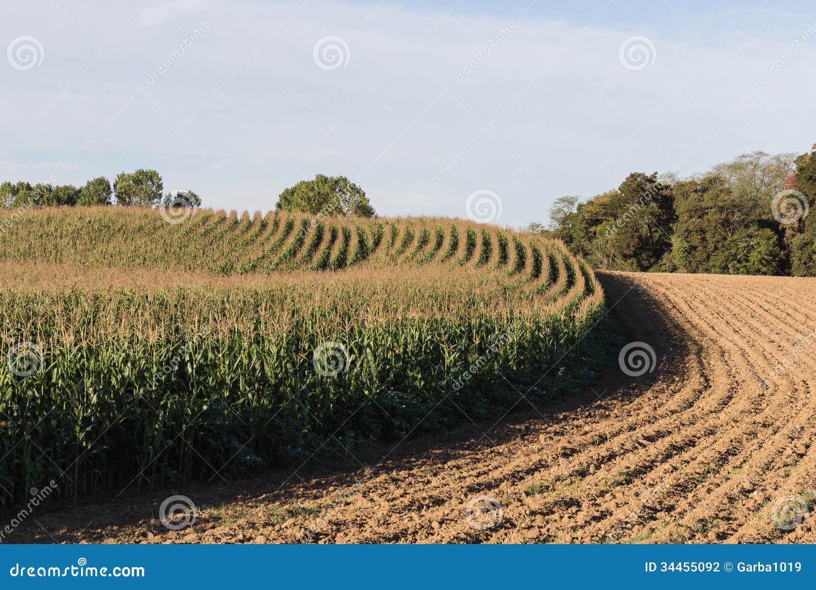 Corn field stock photo. Image of agricultural, farm, agriculture - 34455092