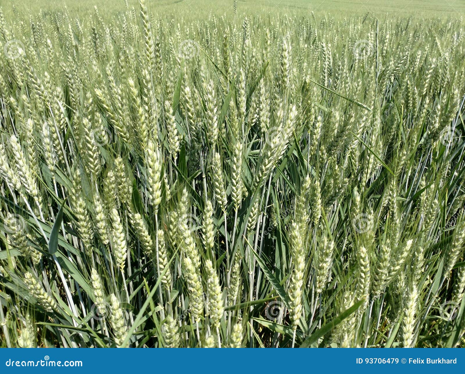 Corn Field in Germany stock image. Image of later, field - 93706479