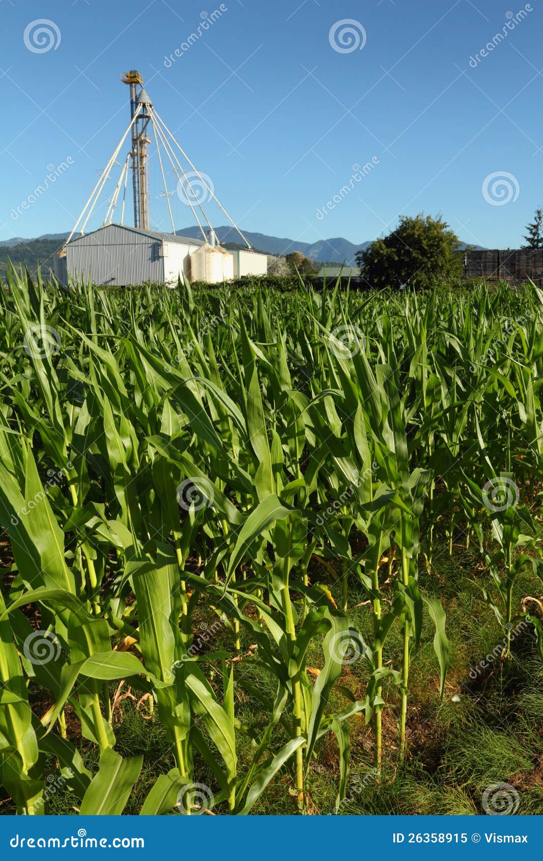 Corn Field, Grain Building Background Stock Image - Image of industry ...