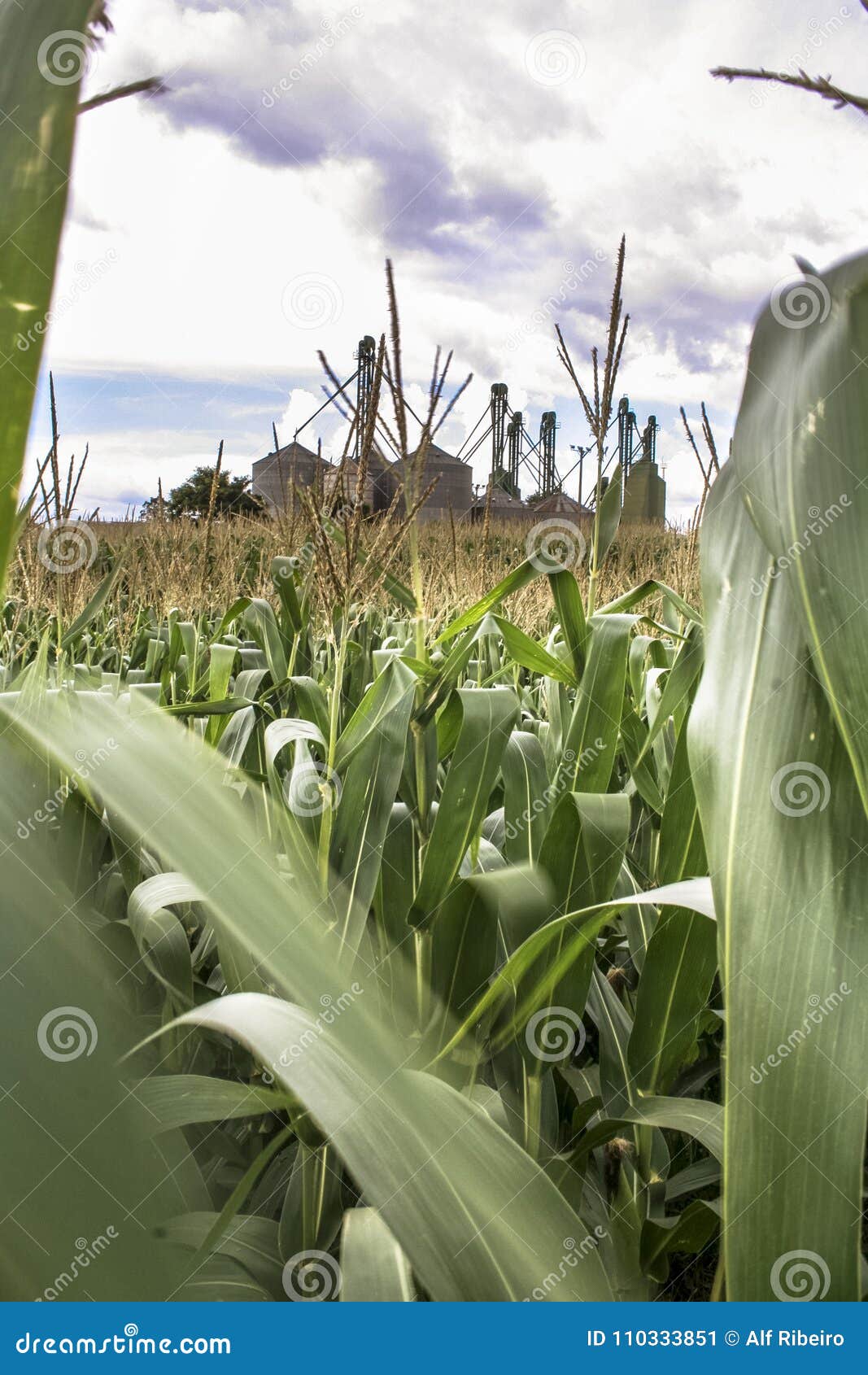 Corn field stock image. Image of agriculture, equipment - 110333851