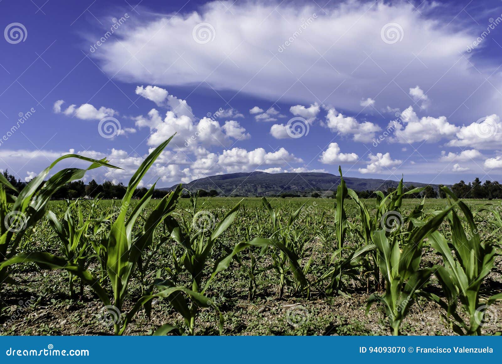 Corn stock photo. Image of mexico, corn, field, guadalajara - 94093070