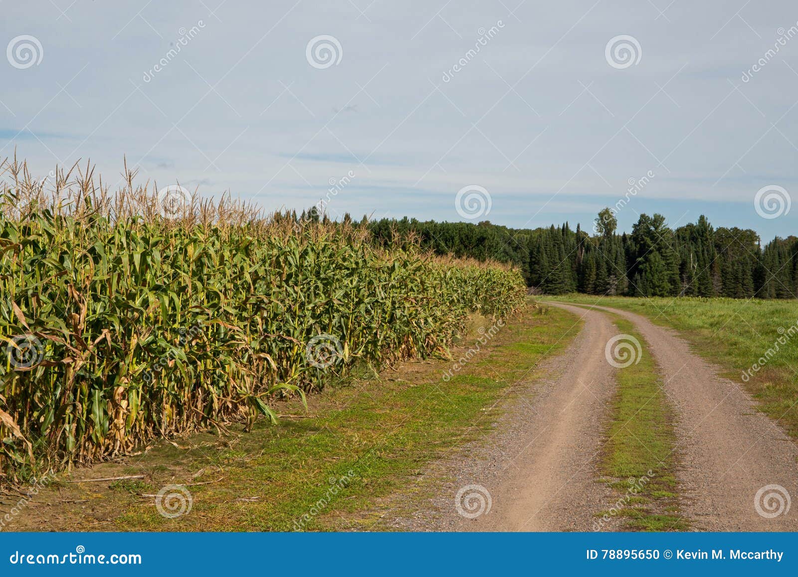 Corn Field on Gravel Road stock photo. Image of farming - 78895650