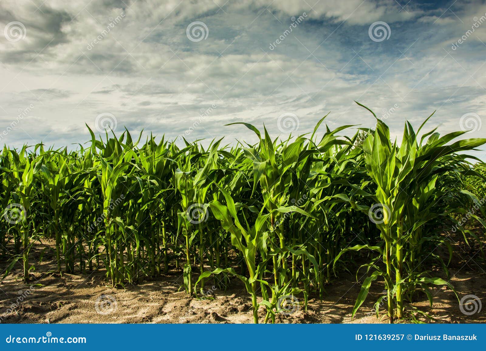 Corn Field and Gray Clouds in the Sky Stock Image - Image of rural ...