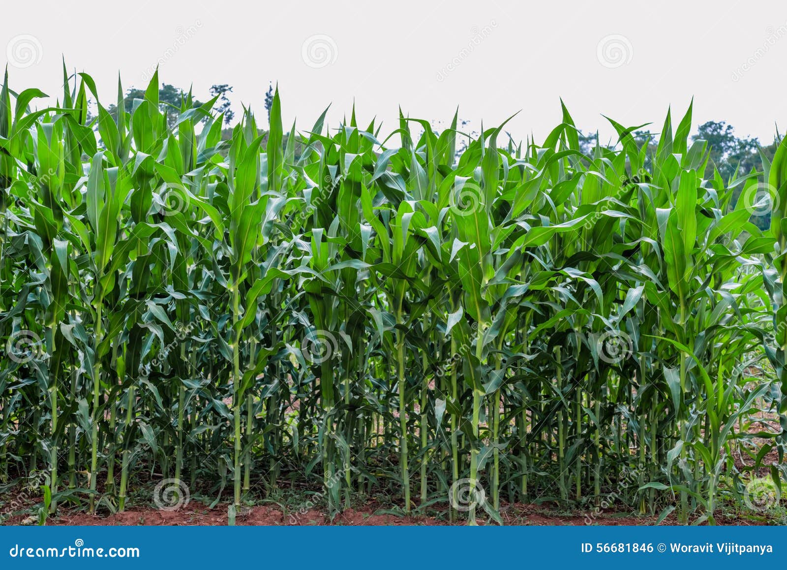 Corn field stock photo. Image of nature, landscape, food - 56681846