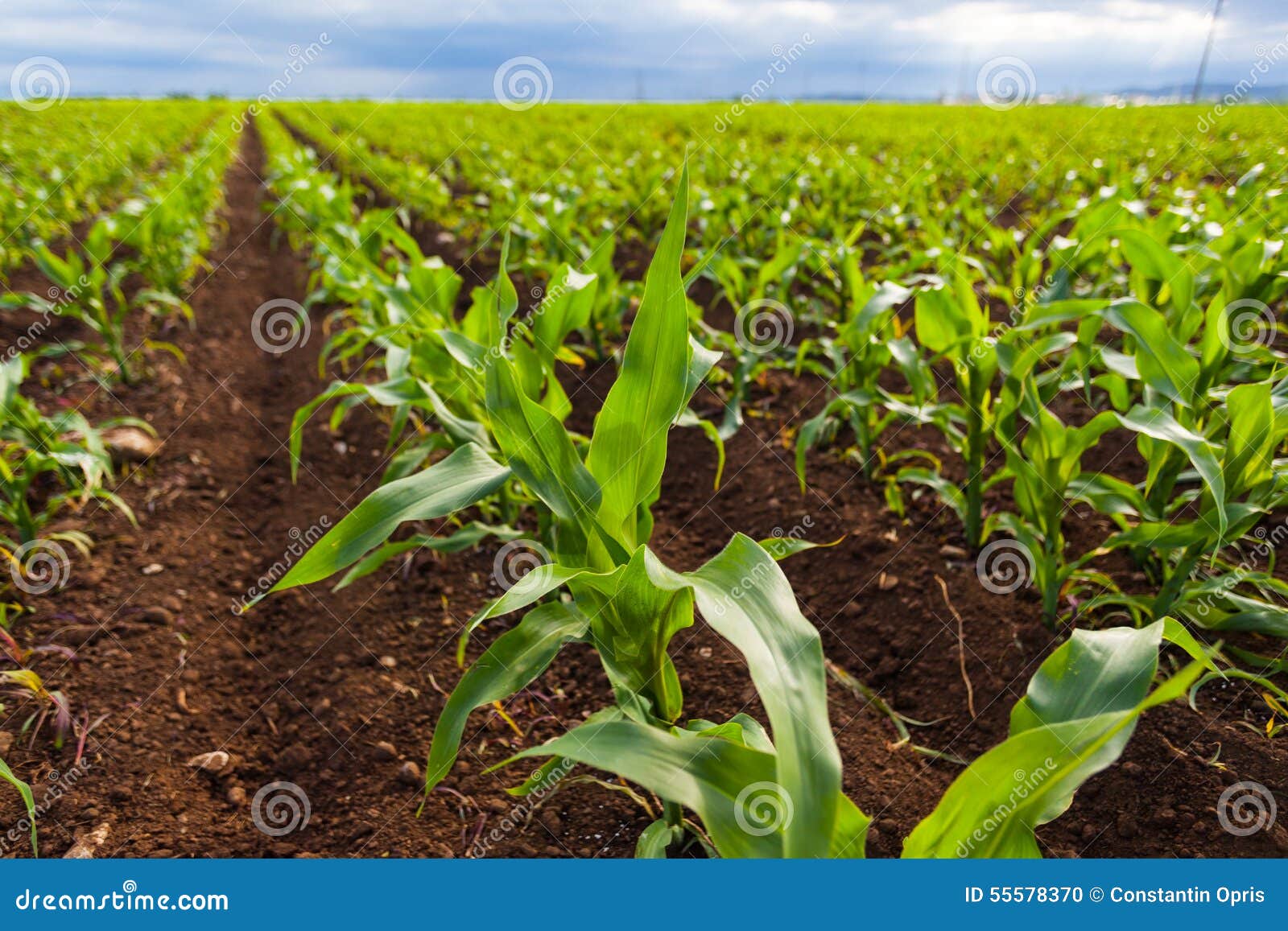 Corn field stock photo. Image of growing, farming, crops - 55578370