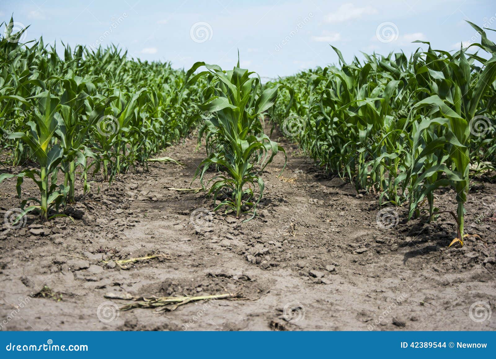 Corn field stock photo. Image of land, bright, corn, growth - 42389544
