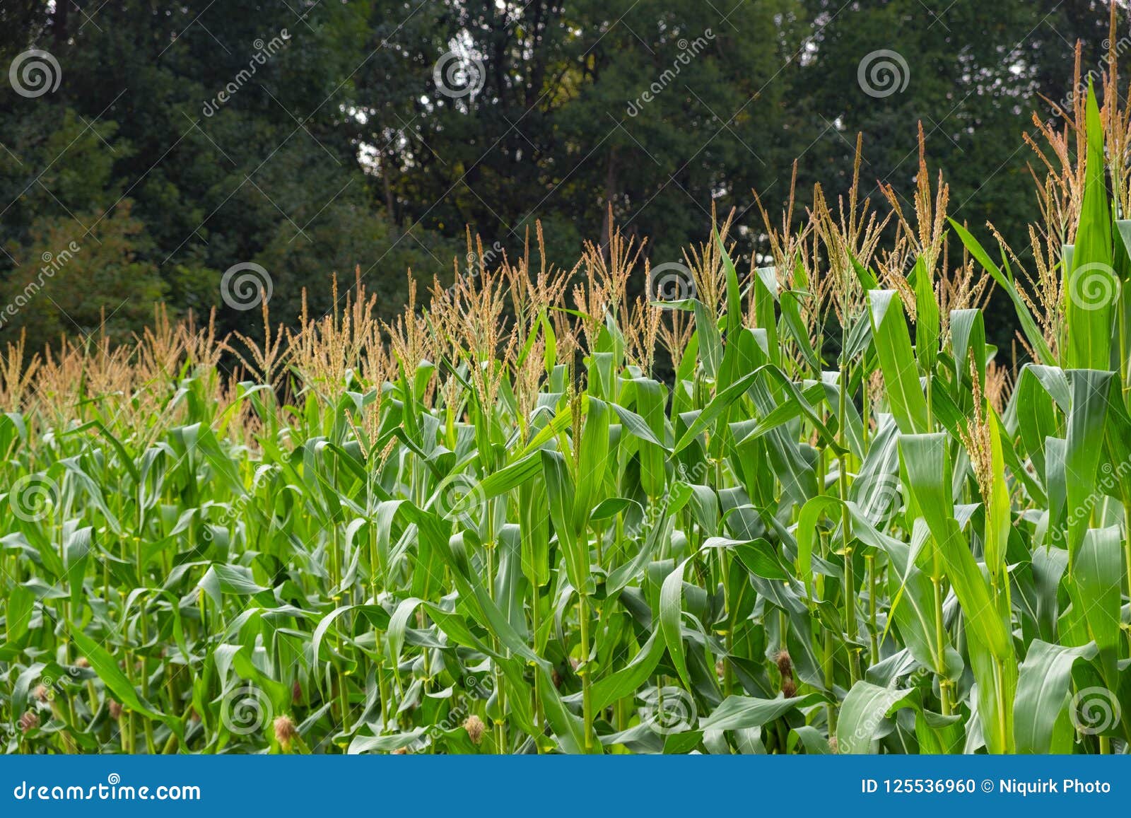 Corn Field with Green Kernels Stock Photo - Image of country, land ...