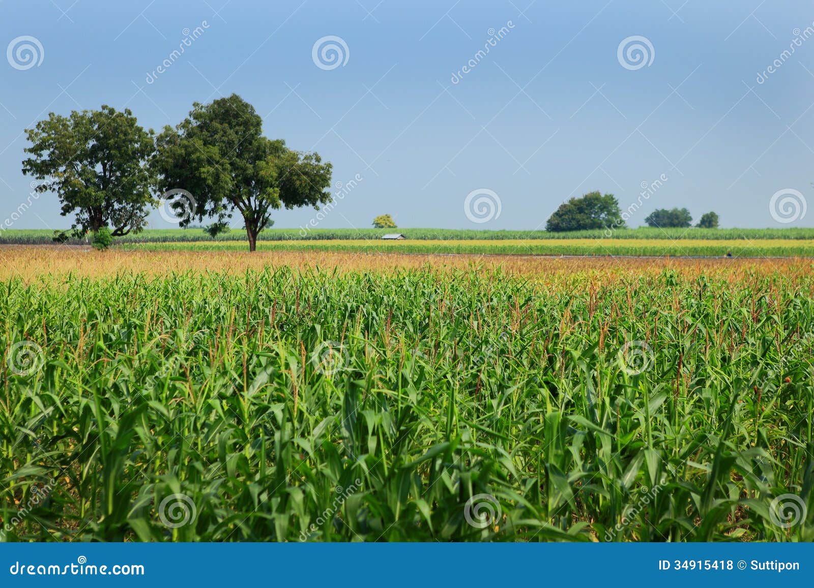Corn field stock photo. Image of country, growing, farming - 34915418