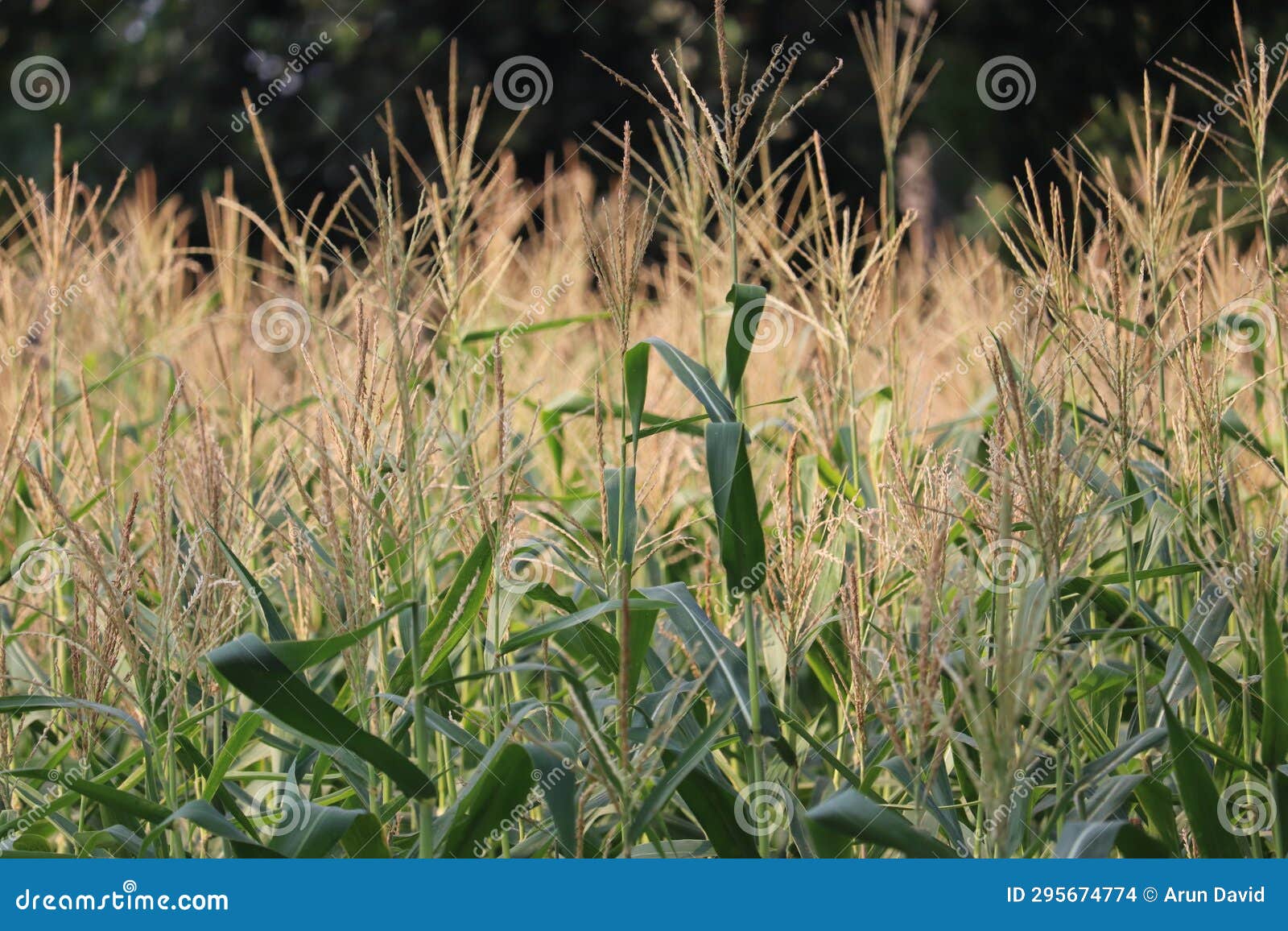 Corn in the Field ground stock photo. Image of white - 295674774
