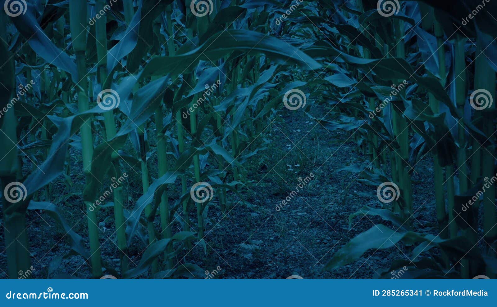 Corn Field Ground Level Shot in the Dark Stock Video - Video of walk ...
