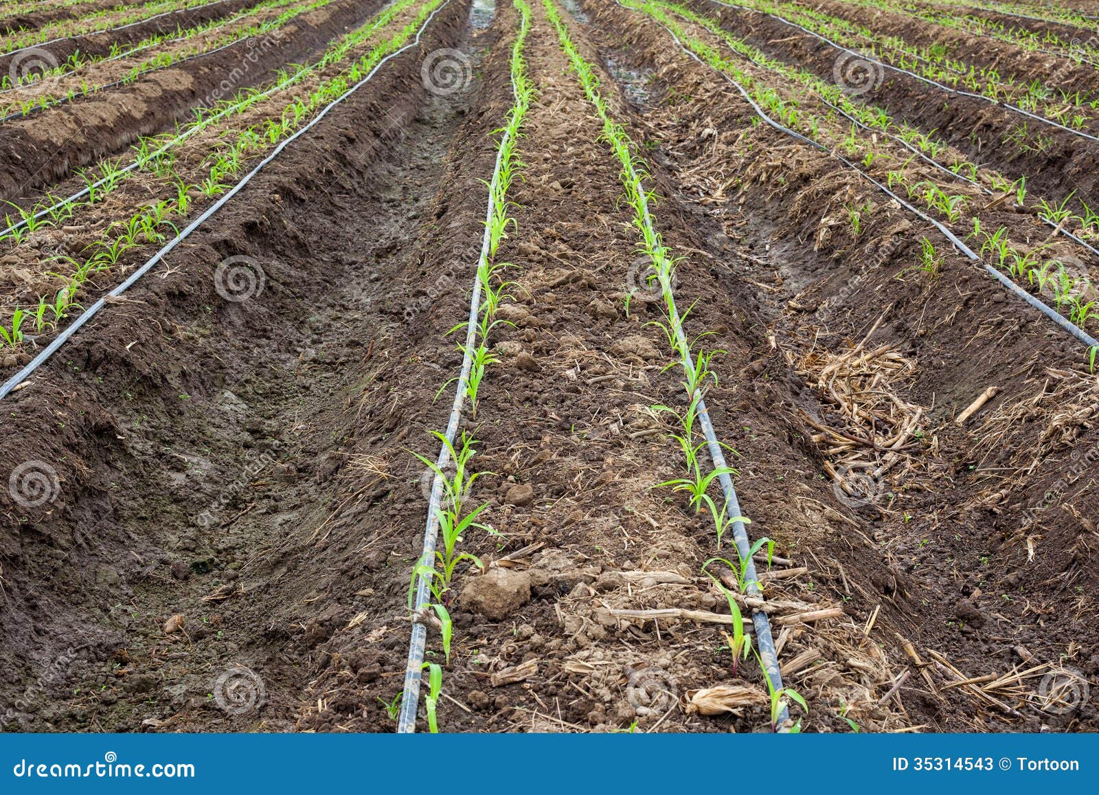 Corn Field Growing with Drip Irrigation Stock Image - Image of grain ...