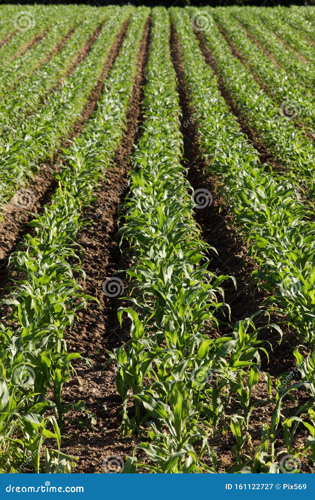 Sweet Corn Growing in a Farm Field. Stock Image - Image of agriculture ...