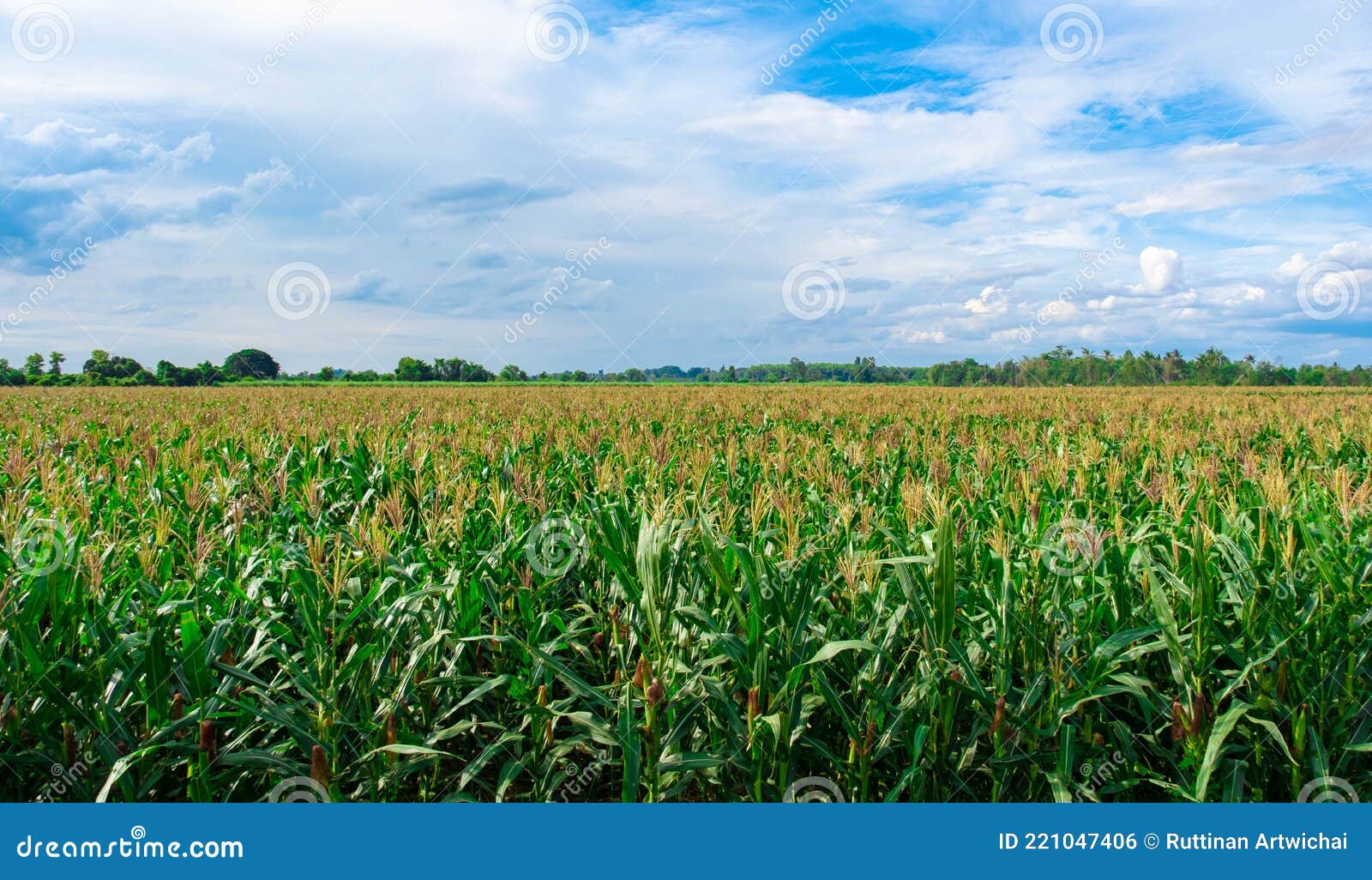 The Corn Field is Growing Where the Rain Clouds are about To Fall ...