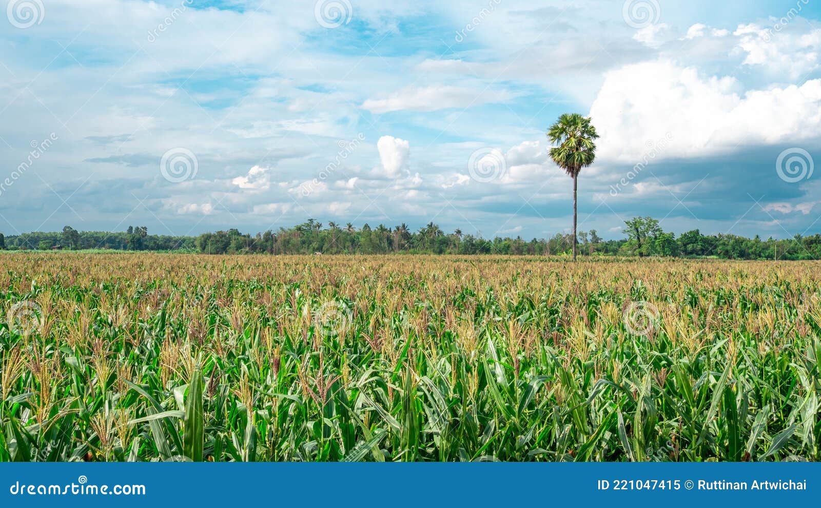 The Corn Field is Growing Where the Rain Clouds are about To Fall ...