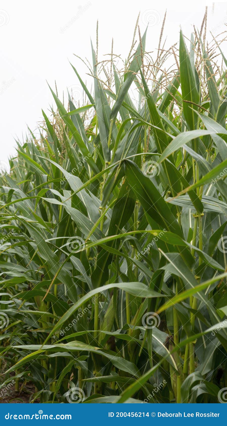 Corn field stock photo. Image of agriculture, industry - 200456214