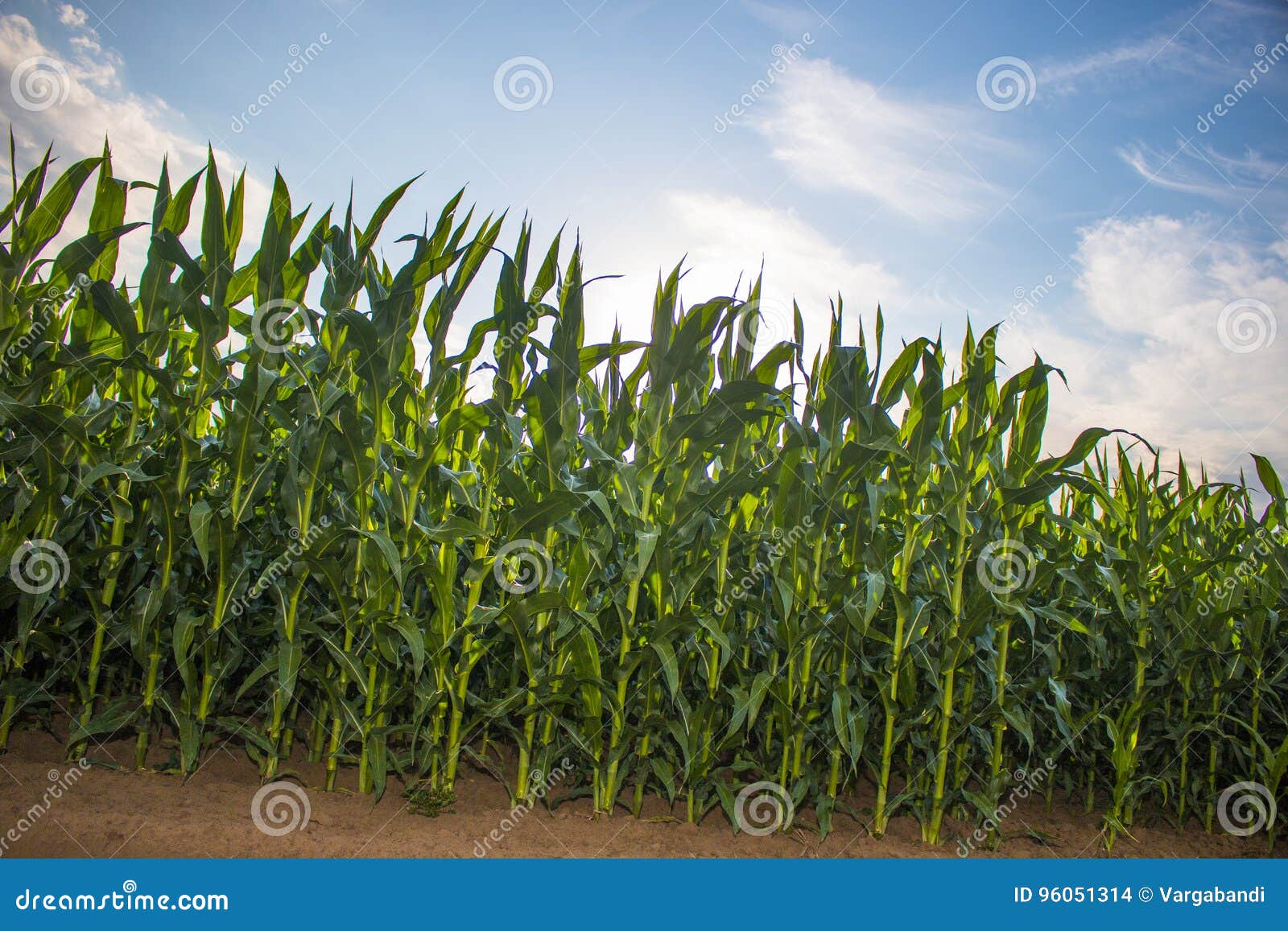 Corn field stock photo. Image of beam, green, seed, environment - 96051314