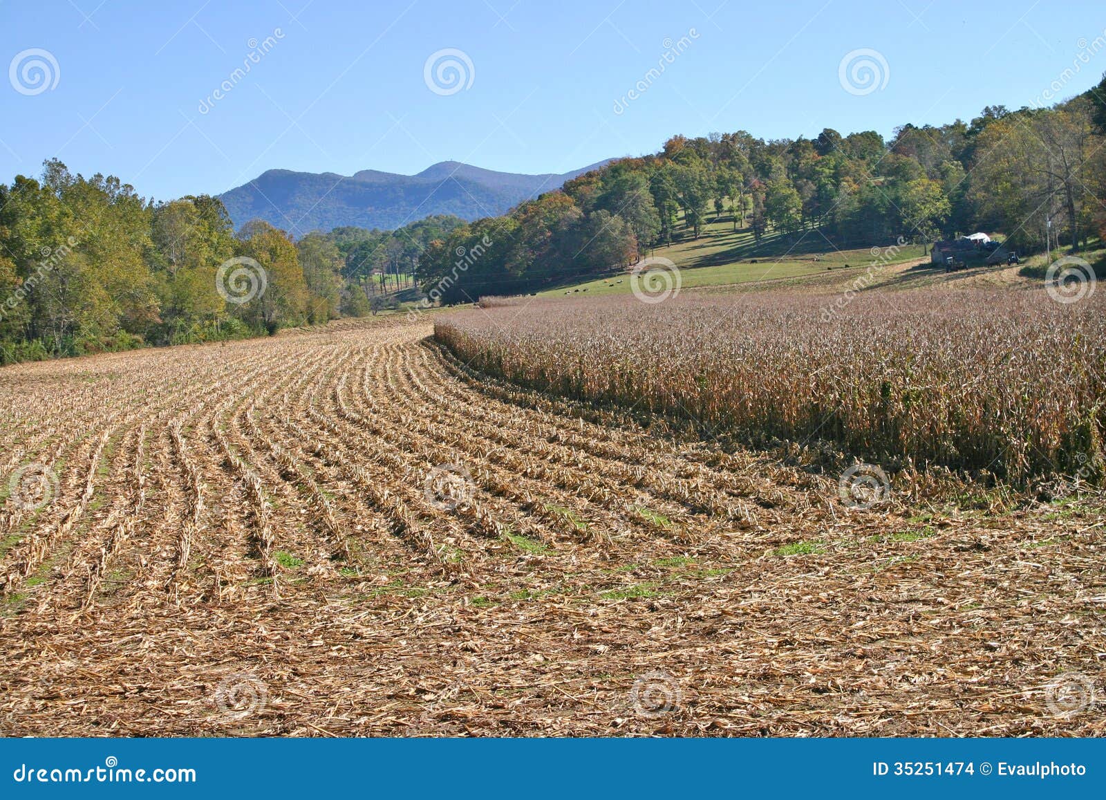 Corn Field stock photo. Image of rural, grain, farm, crop - 35251474