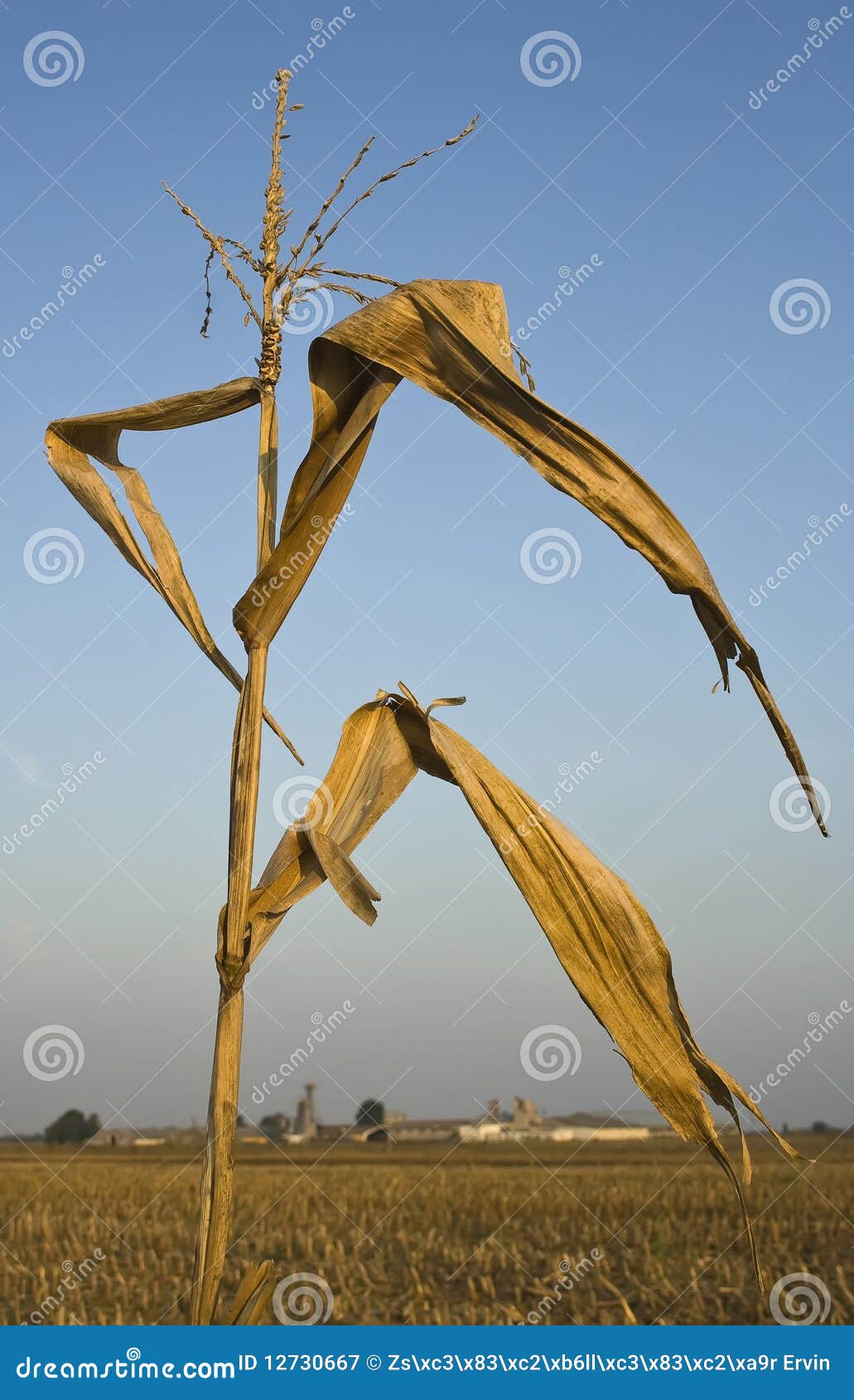 Corn field after harvest stock image. Image of crop, field - 12730667