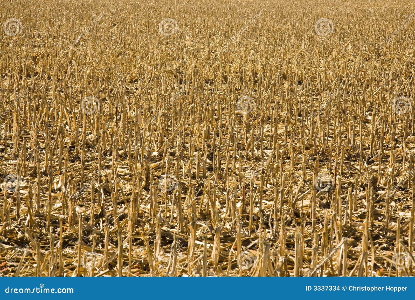 Corn Field after the Harvest Stock Photo - Image of agriculture ...
