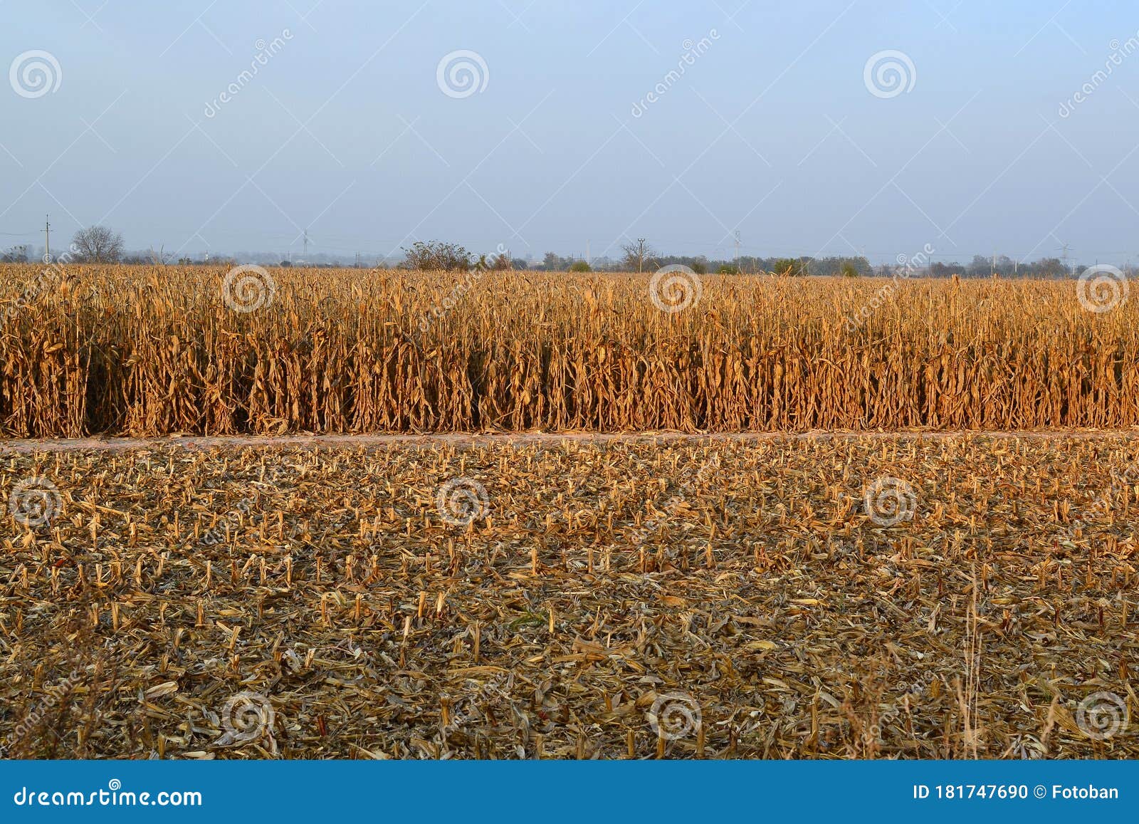 Corn Field before and after Harvest in Autumn Stock Photo - Image of ...