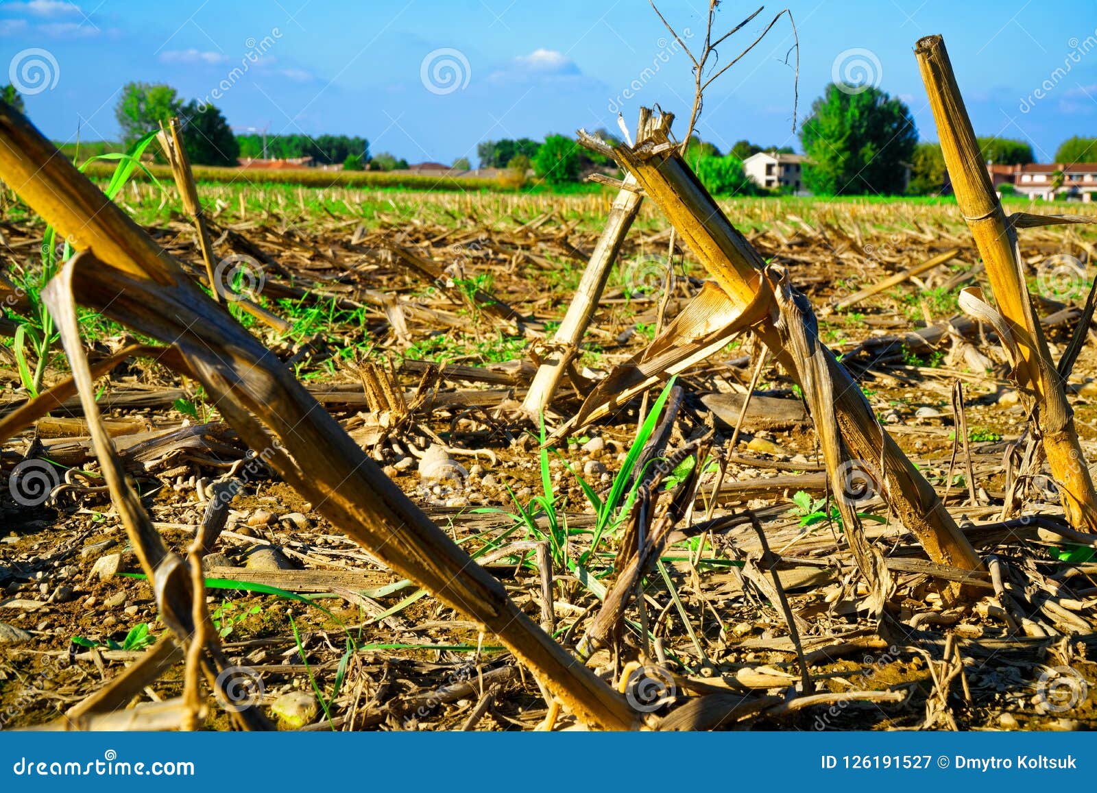 Corn Field after Harvest and Cutting, Stock Image - Image of close ...
