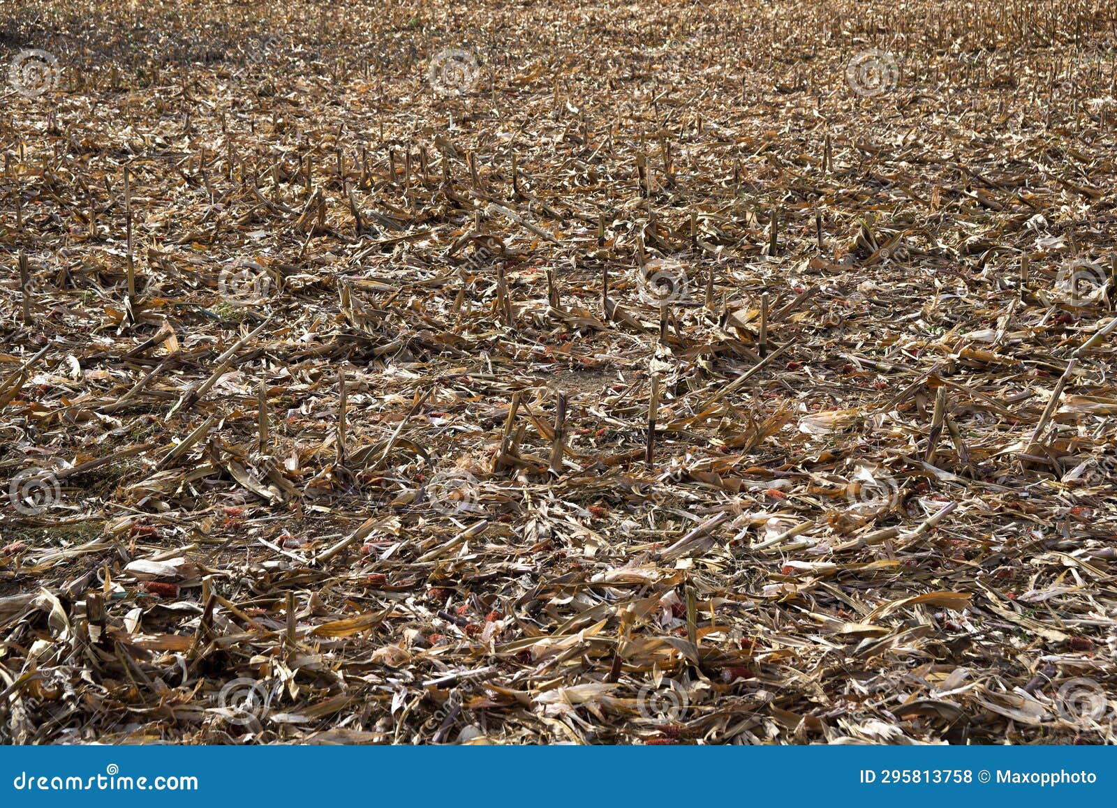 Corn Field after Harvest in Fall Stock Photo - Image of crop, soil ...
