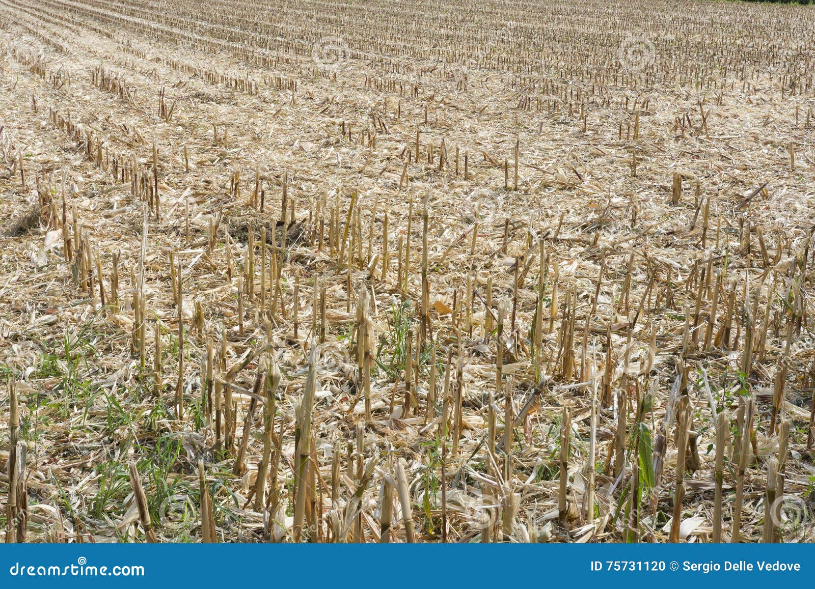Corn Field after the Harvest Stock Photo - Image of environment ...